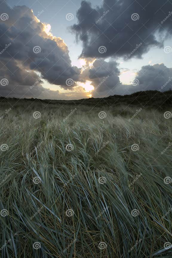 Windy Field on an Early Morning Stock Image - Image of grass ...