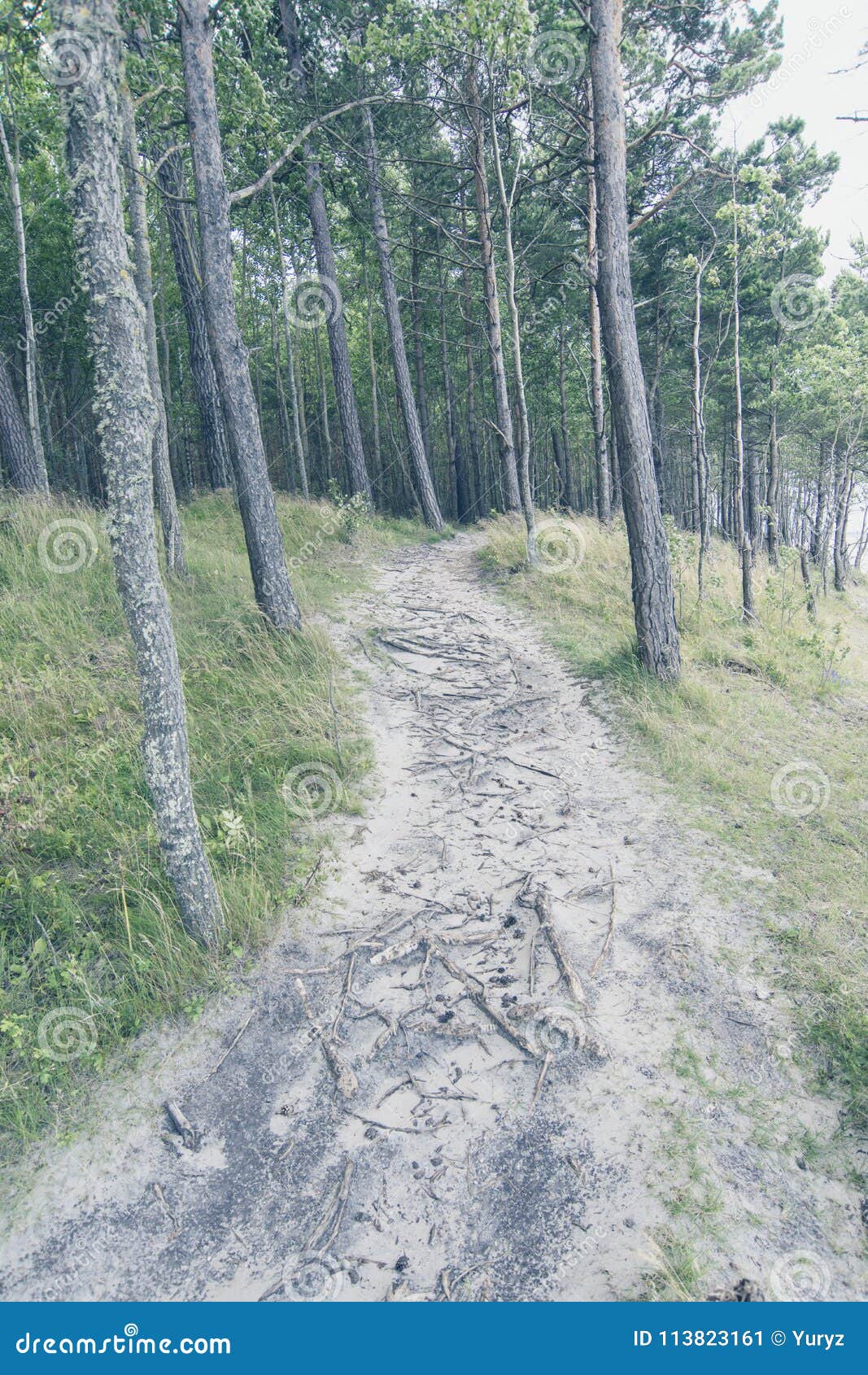 Windy forest pathway stock image. Image of forest, stem - 113823161