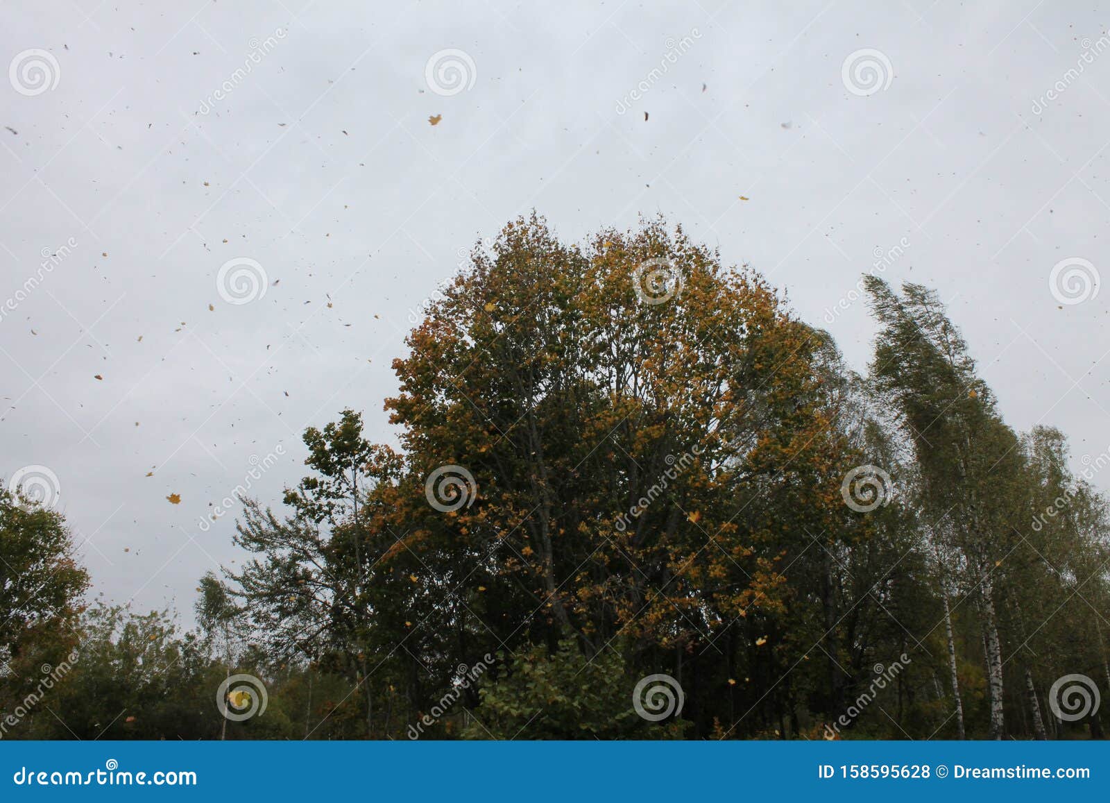 Windy forest stock photo. Image of nature, table, windy - 158595628