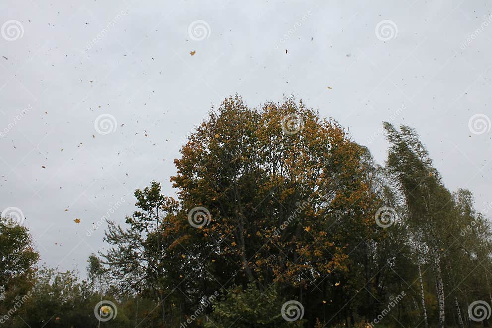 Windy forest stock photo. Image of nature, table, windy - 158595628