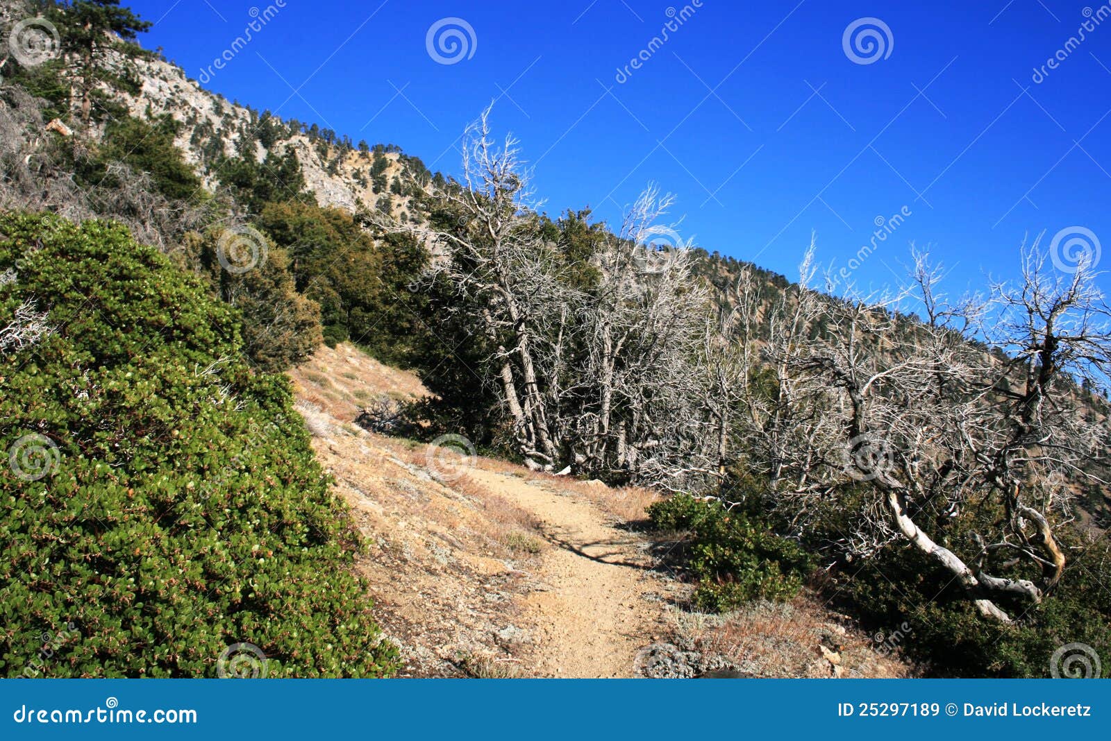 Windy Gap Trail stock image. Image of pines, wood, gray - 25297189