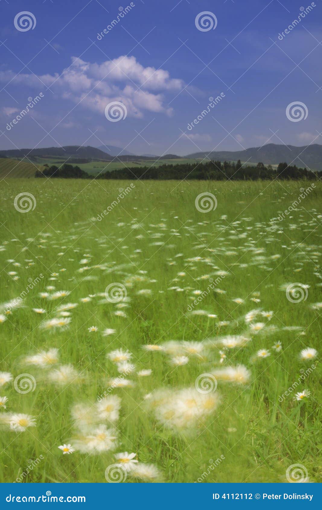 Windy Meadow stock photo. Image of gale, field, summer - 4112112