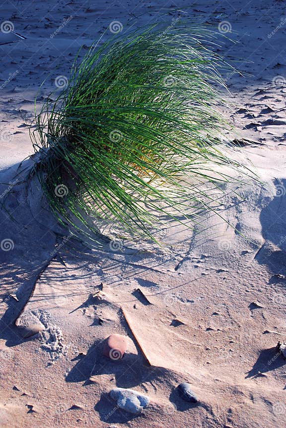 Windy morning stock image. Image of details, landscape - 10917515