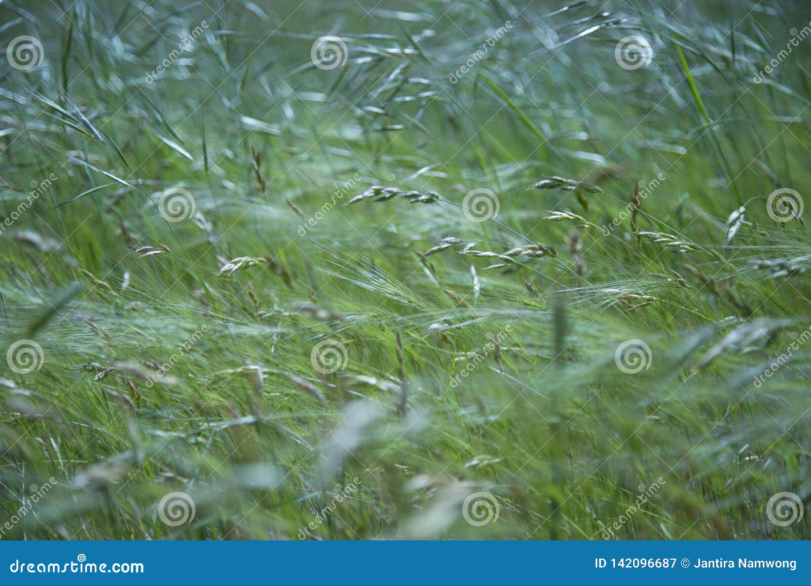 Wind Blowing Grass in Springtime Stock Image - Image of nature, blowing ...