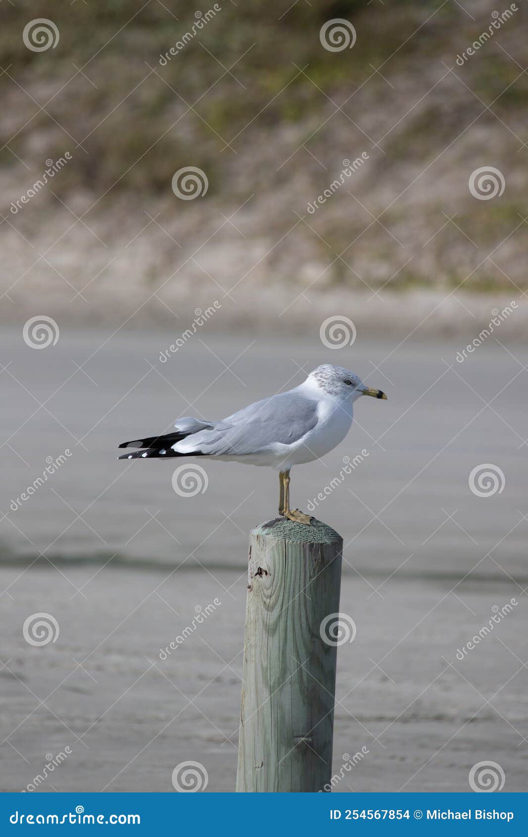 Windy perch for a seagull stock photo. Image of perch - 254567854
