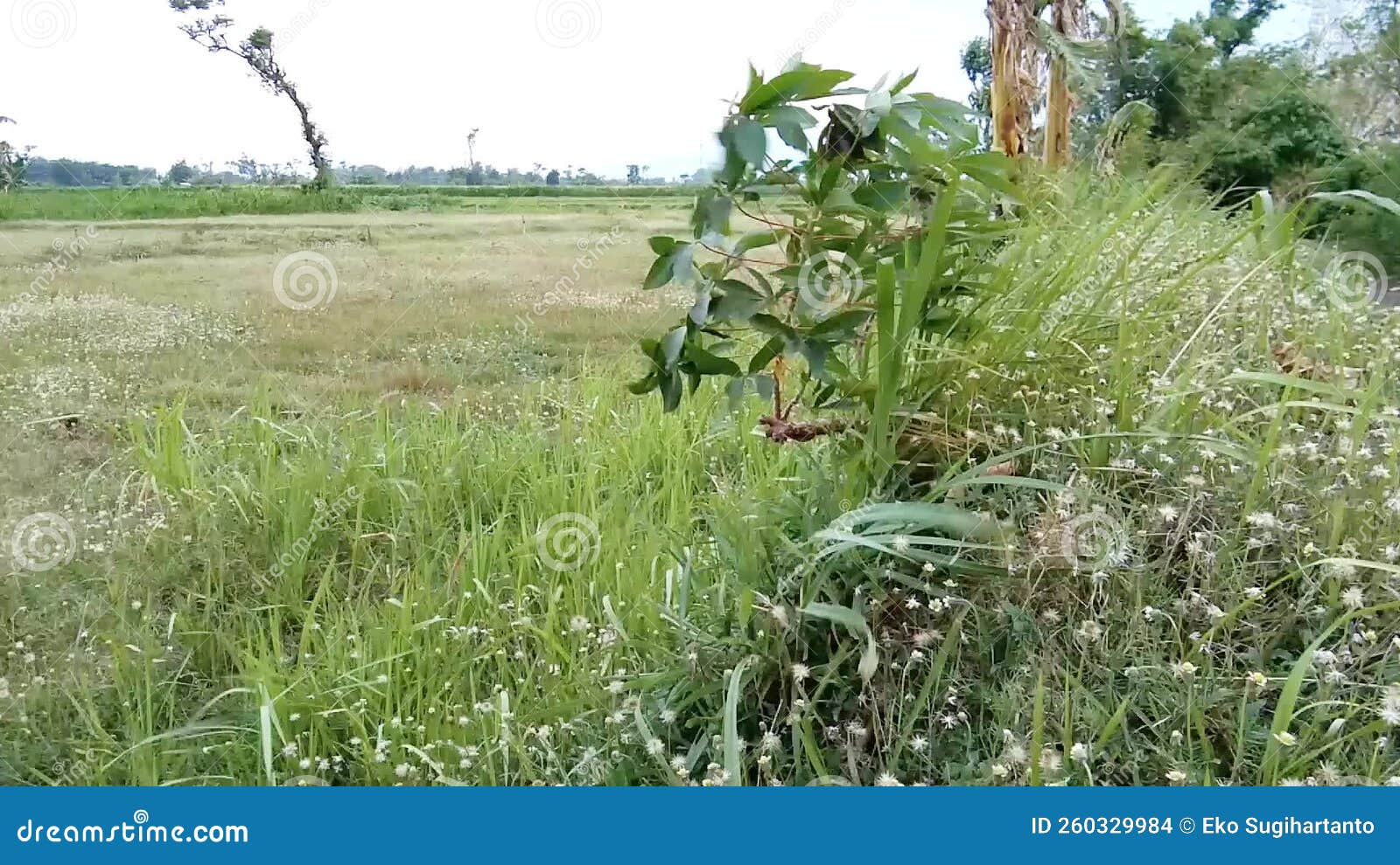 Windy Scenery in the Rice Fields Stock Footage - Video of grain, land ...