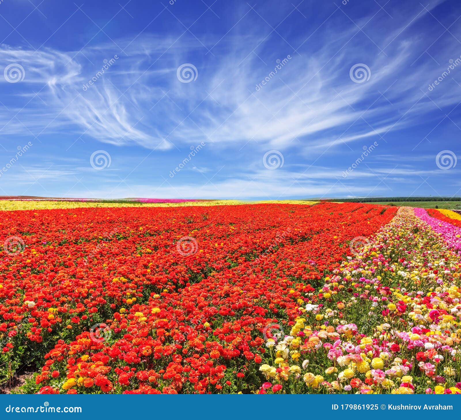 Windy spring day stock image. Image of flowers, summer - 179861925