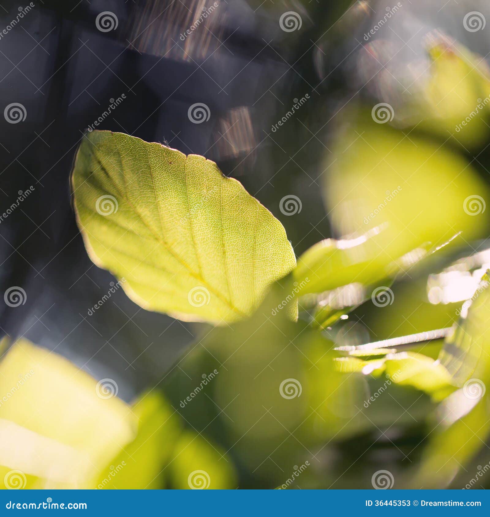 Windy spring leaves stock image. Image of life, vibrant - 36445353