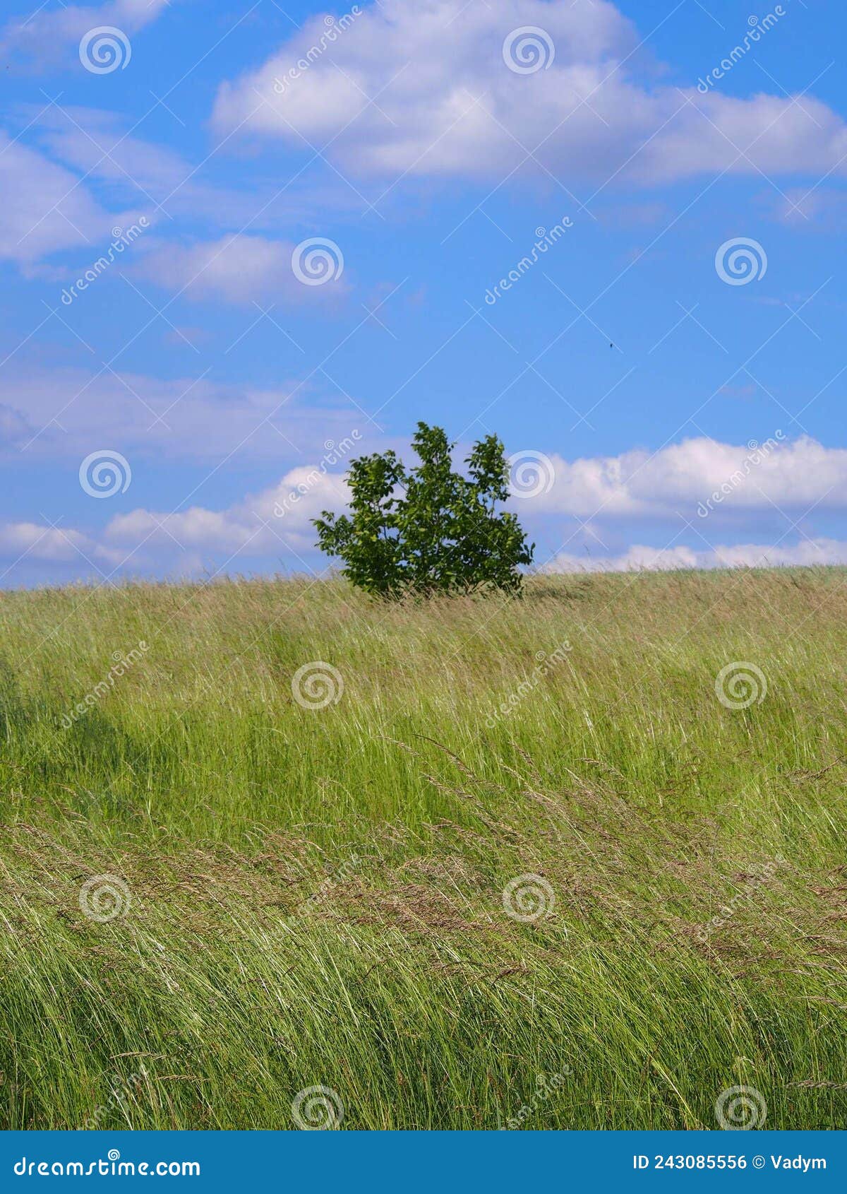 Windy summer day stock photo. Image of plant, wetland - 243085556