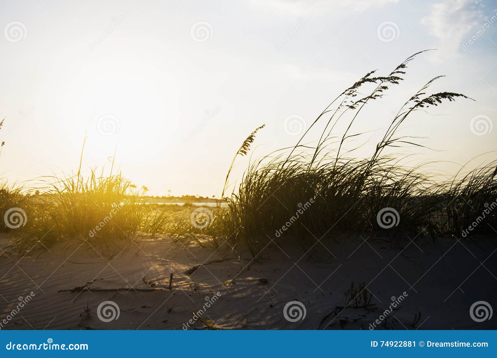 Windy Sunset stock image. Image of tall, hour, golden - 74922881