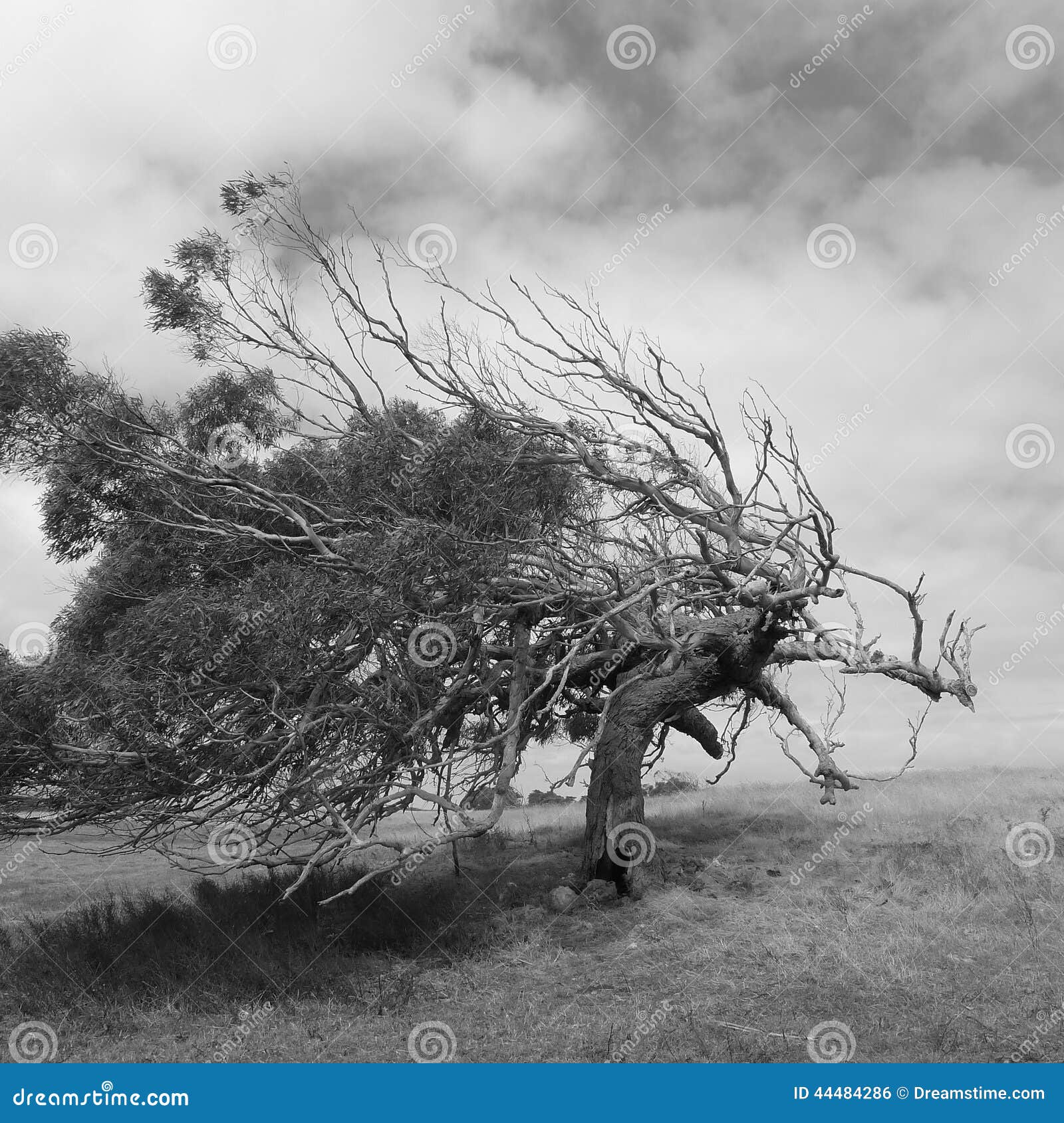Windy Tree stock photo. Image of windy, white, black - 44484286