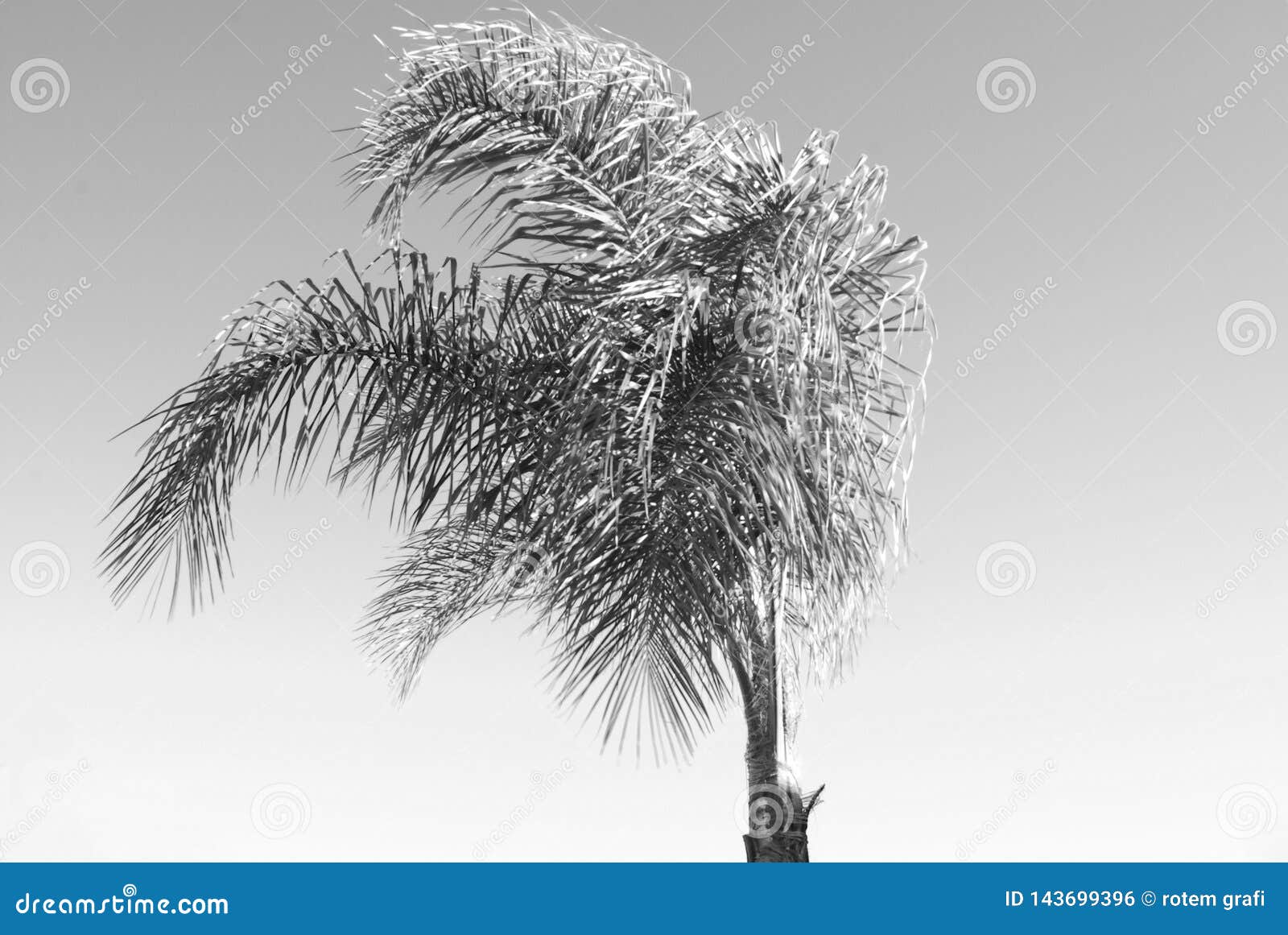 Windy tree stock photo. Image of blackandwhite, tree - 143699396