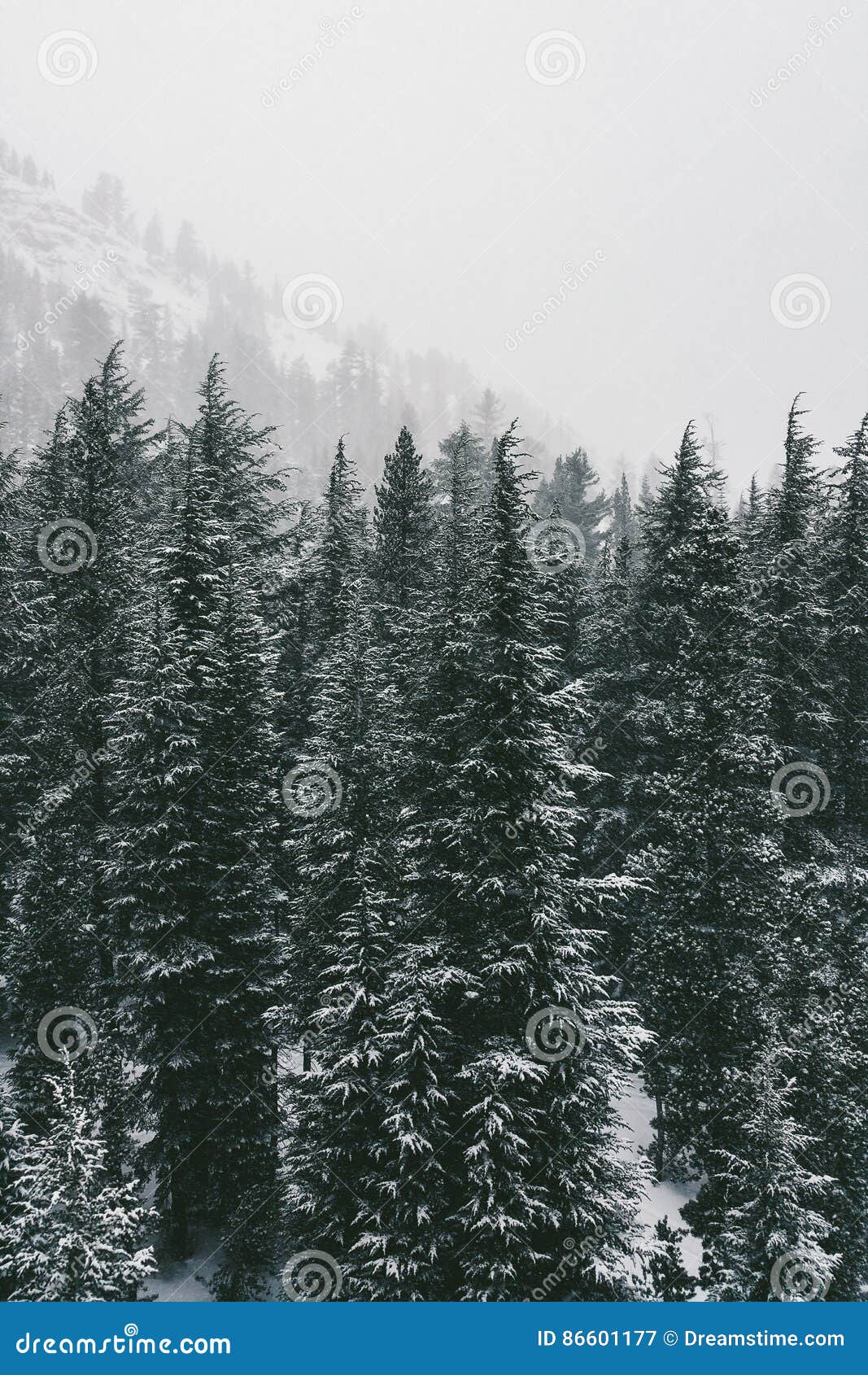Windy Trees stock image. Image of mountain, fresh, windy - 86601177