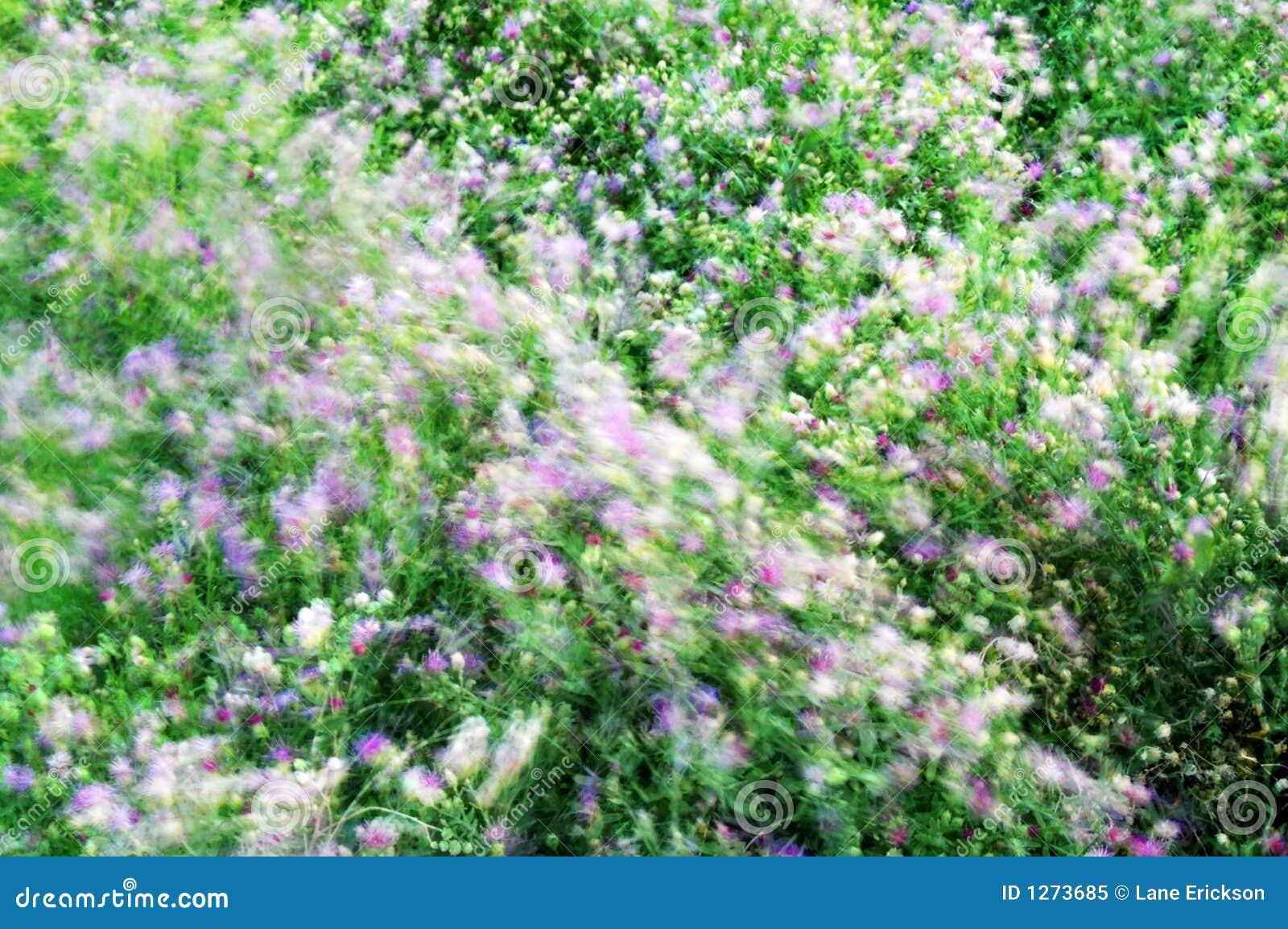Windy Wave of Flowers stock image. Image of blowing, breeze - 1273685