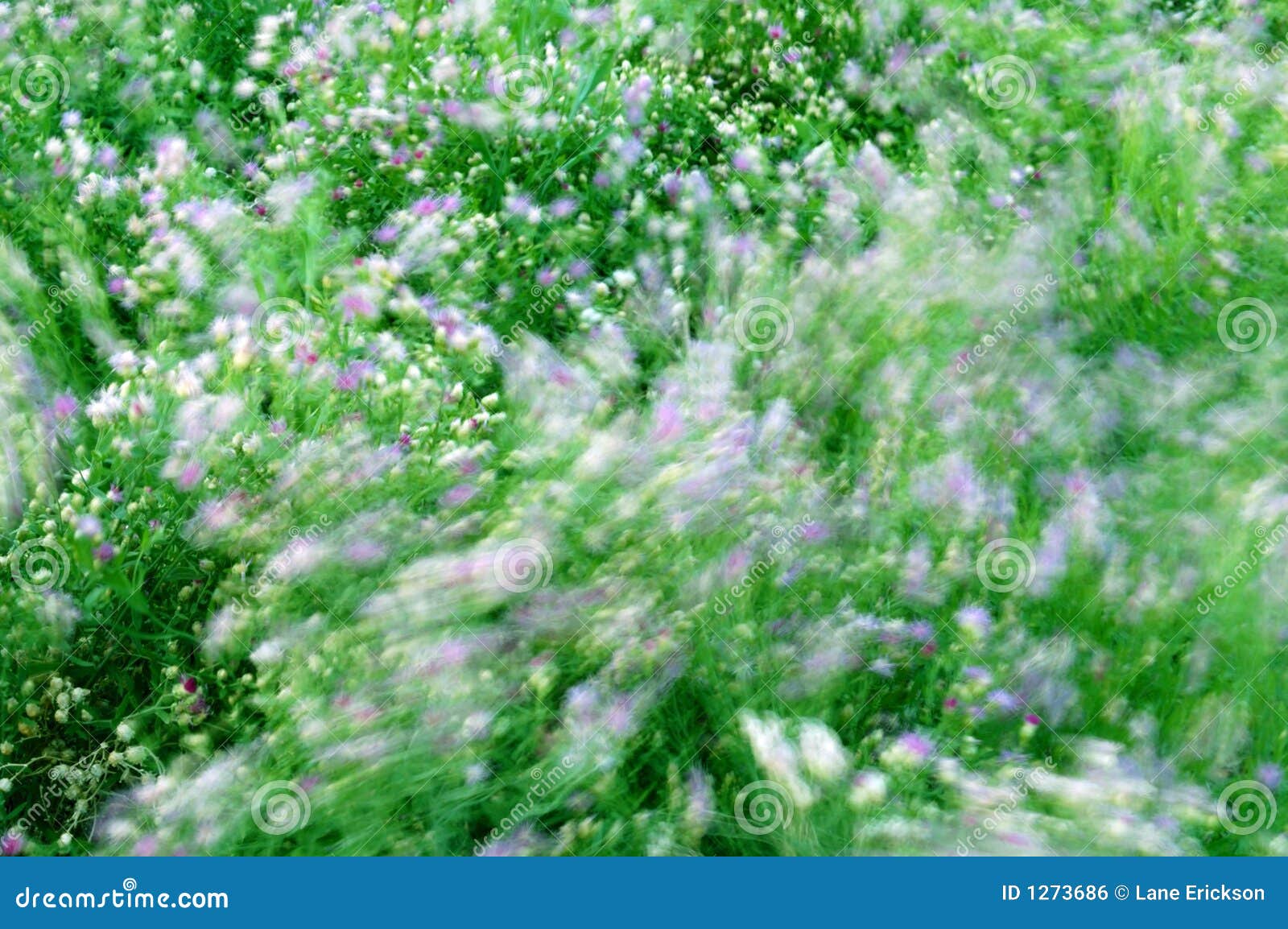 Windy Wave of Flowers stock photo. Image of blowing, blurs - 1273686