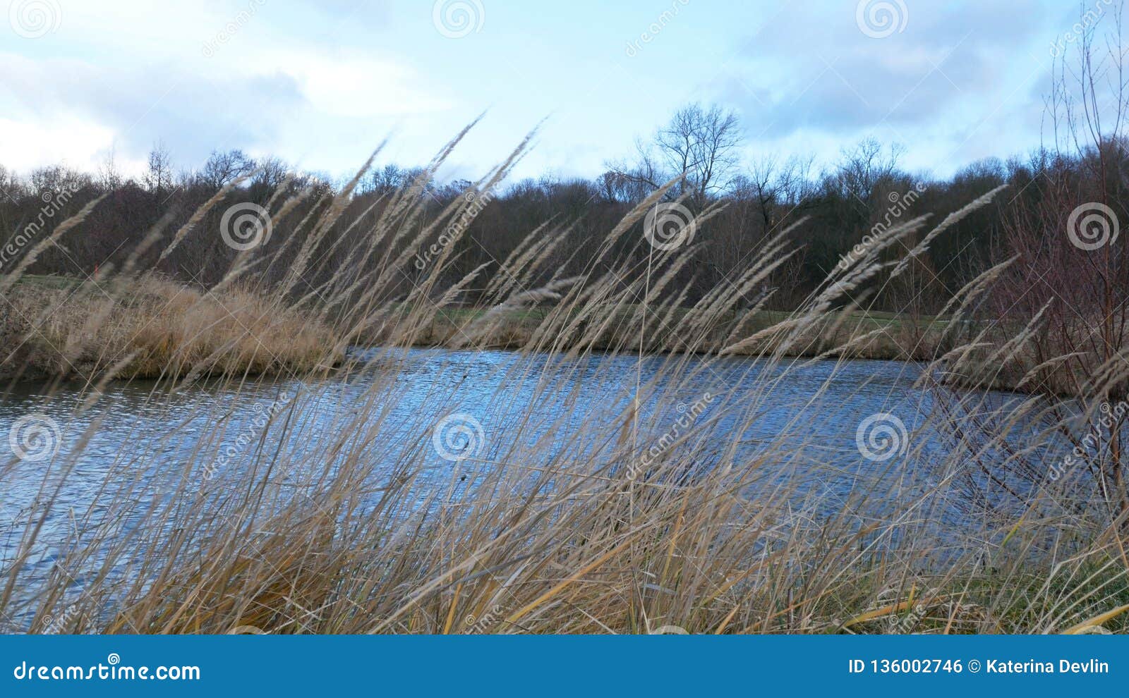 Windy weather over pond stock photo. Image of coastal - 136002746