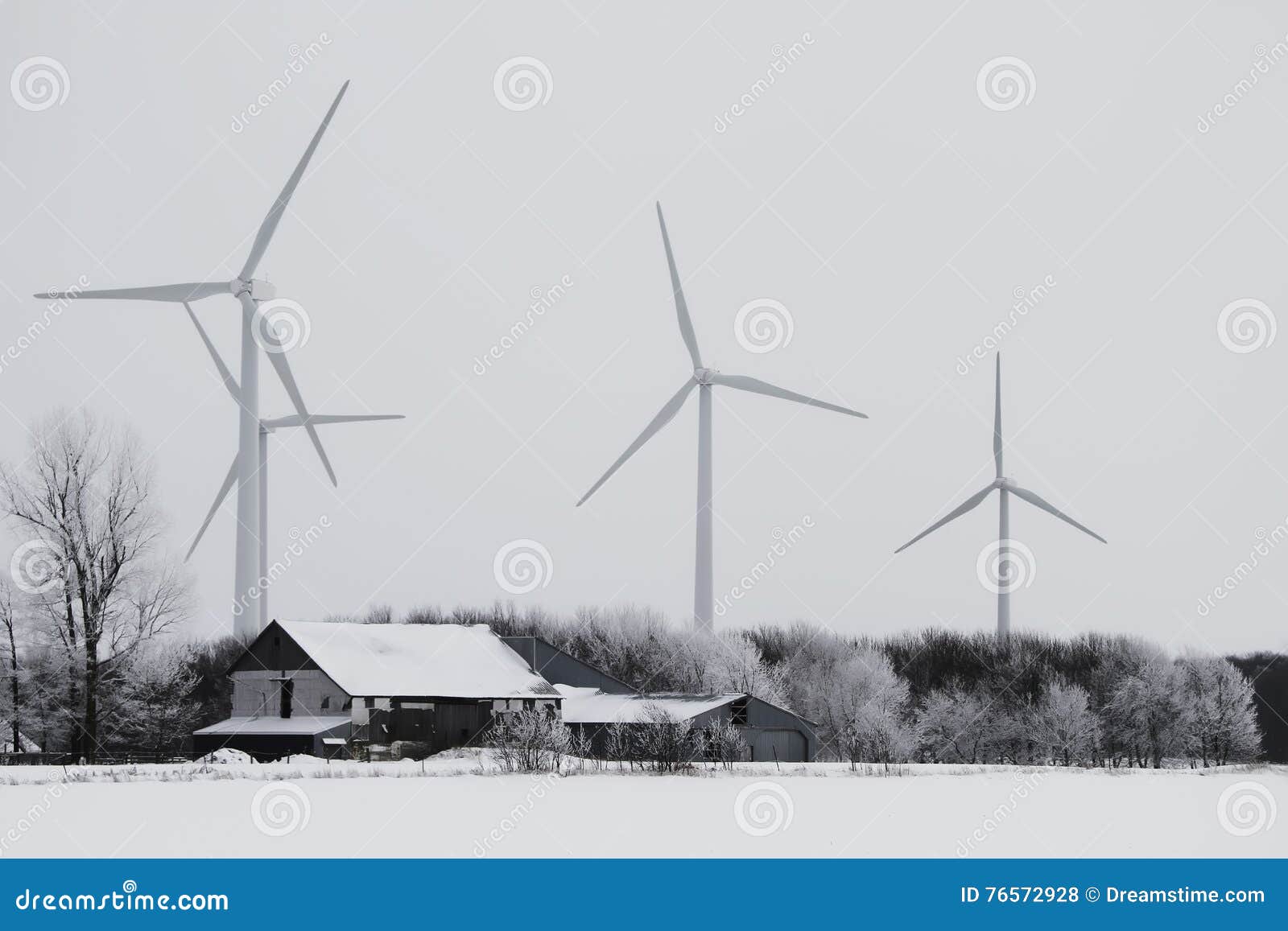 Windy winter stock photo. Image of lovely, beautiful - 76572928