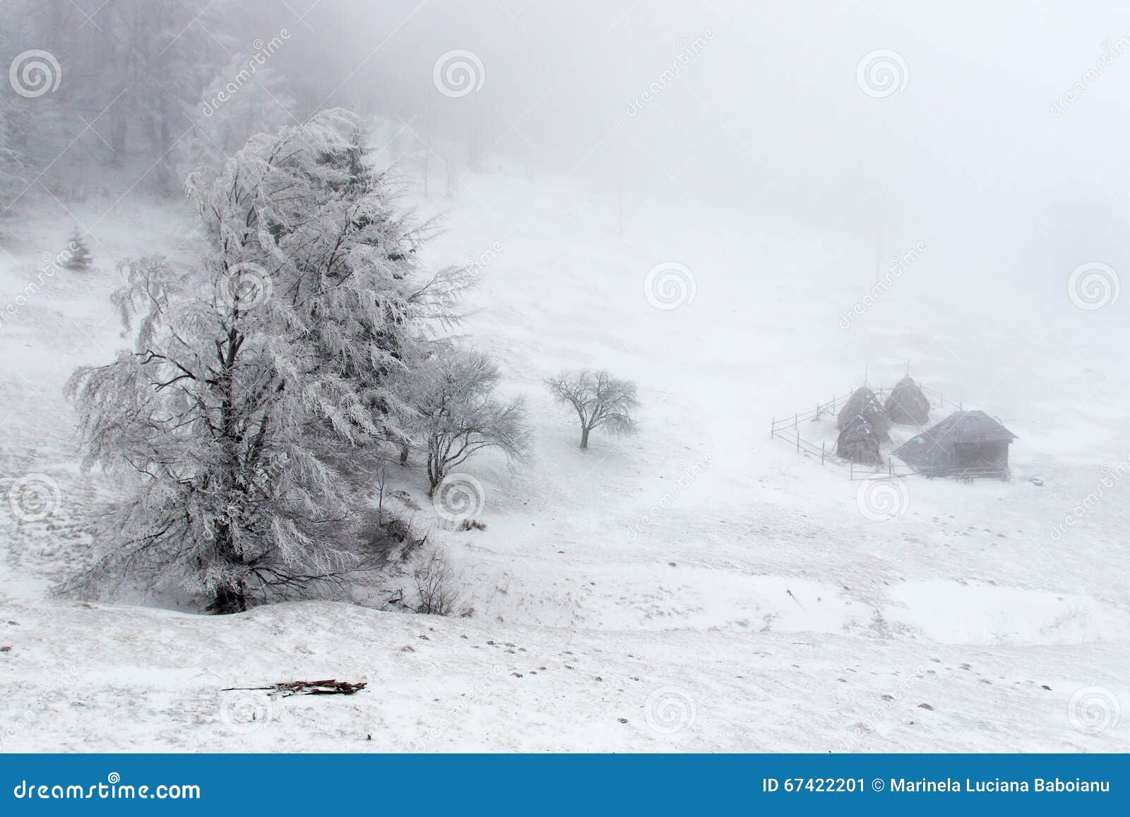 Windy winter stock image. Image of haystacks, forest - 67422201