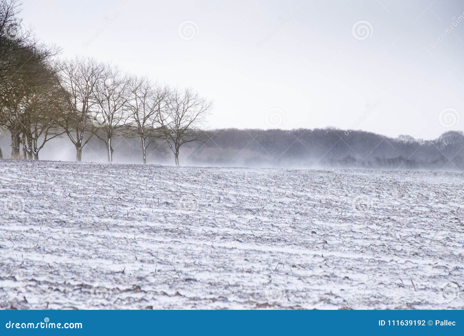 Windy Winter Scene with Field in the Foreground and Trees in the ...