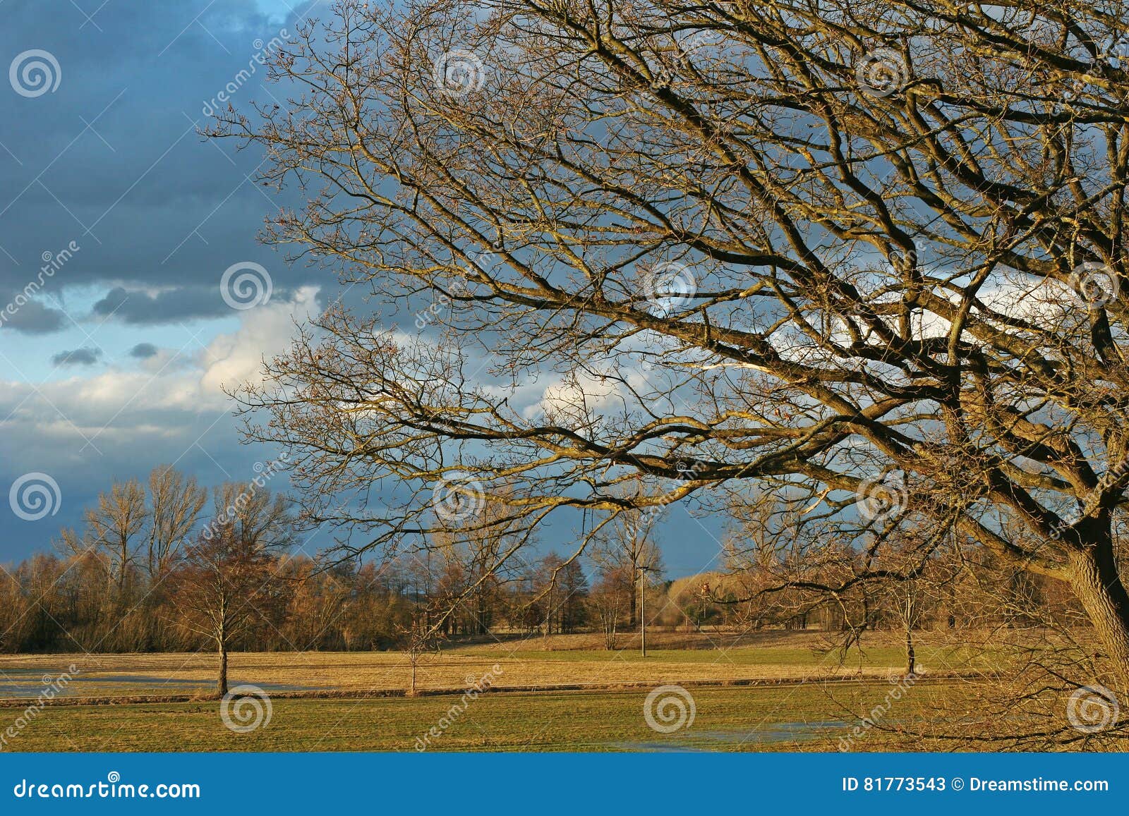 Windy Winter Tree Landscape Stock Image - Image of field, weather: 81773543