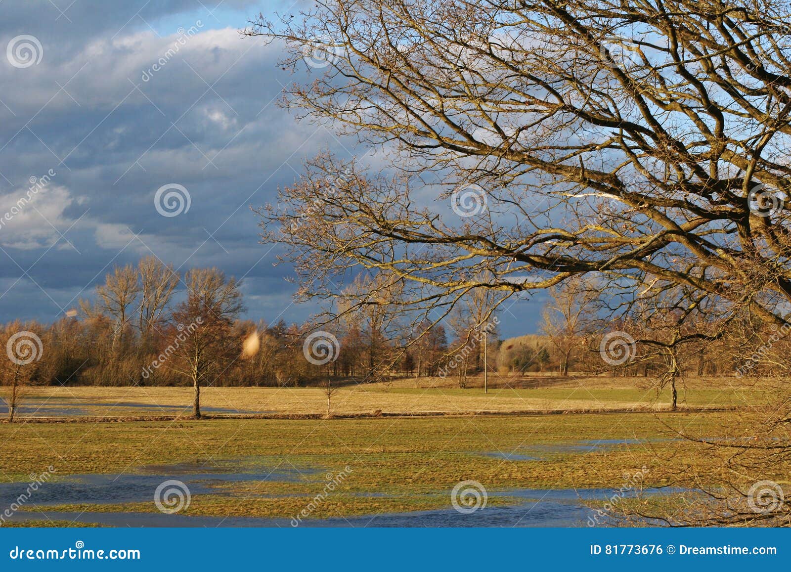 Windy Winter Tree Landscape Stock Photo - Image of trees, winter: 81773676