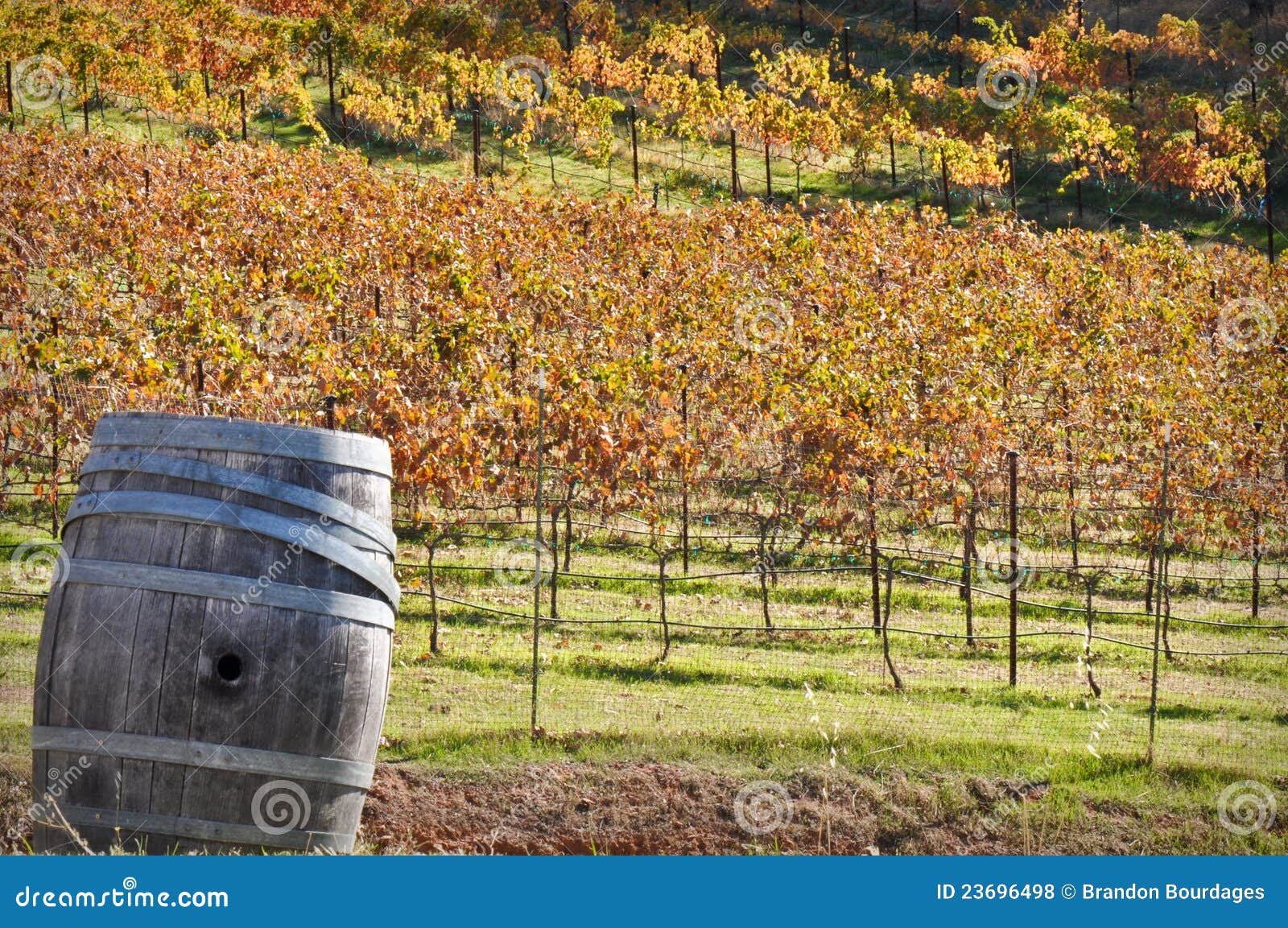 Wine Barrel in Fall stock photo. Image of lager, alcohol - 23696498