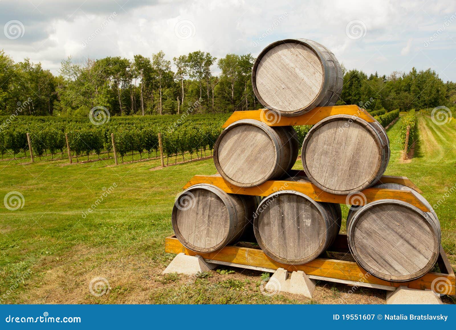 Wine barrels stock image. Image of vineyard, tourist - 19551607