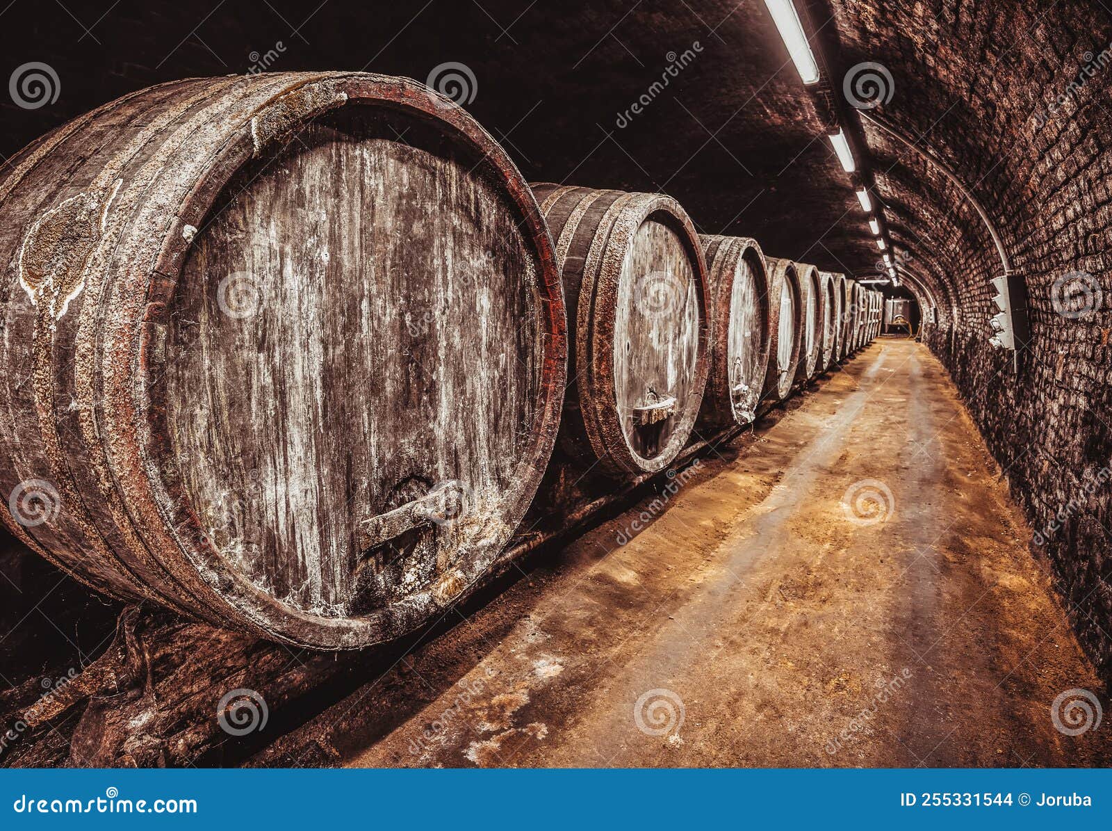 Wine Barrels in Wine-vaults Stock Photo - Image of rustic, cask: 255331544