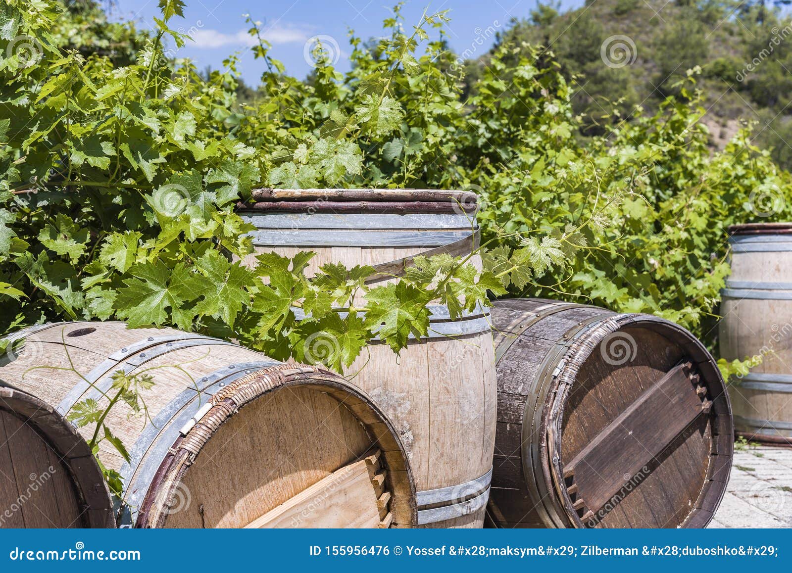Wine Barrels Wine Barrels and Vineyards Wine Barrels Stock Photo ...