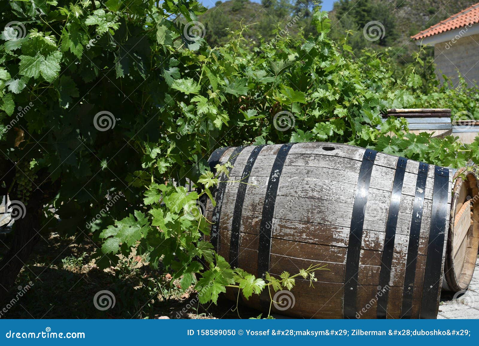 Wine Barrels Wine Barrels and Vineyards Wine Barrels Stock Photo ...