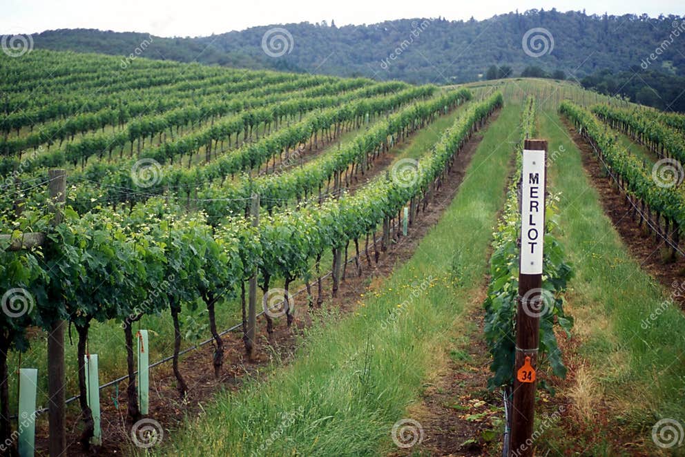 Wine Country Vineyard Landscape Merlot Sign Stock Image - Image of cask ...