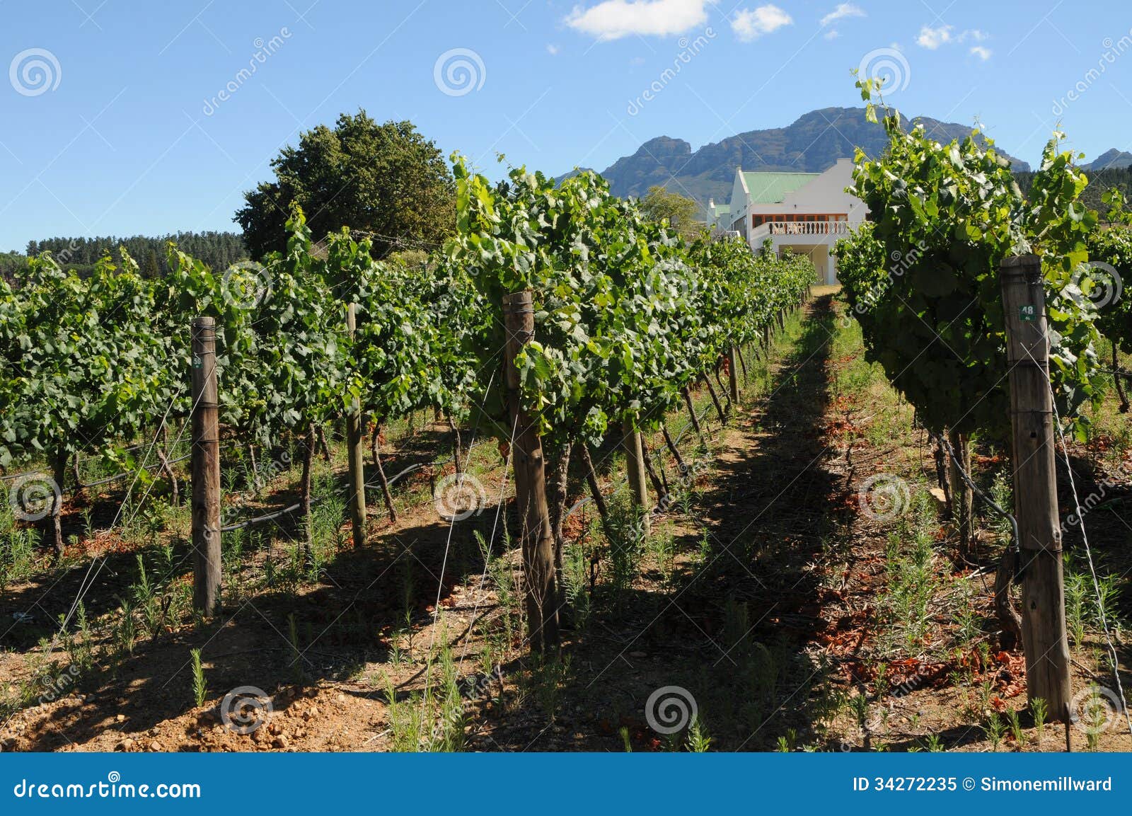 Wine Farm stock image. Image of bushes, mountain, farm - 34272235