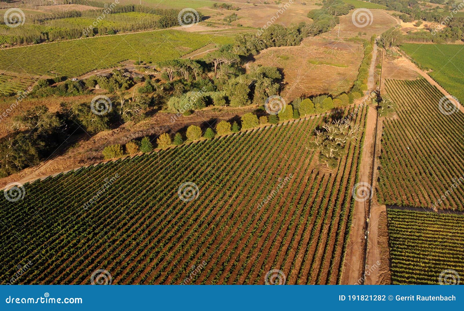 A Wine Farm, Trees and Stream Flowing in One Stock Photo - Image of ...
