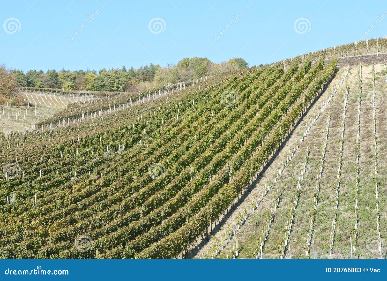 Wine Field stock image. Image of industry, winemaking - 28766883