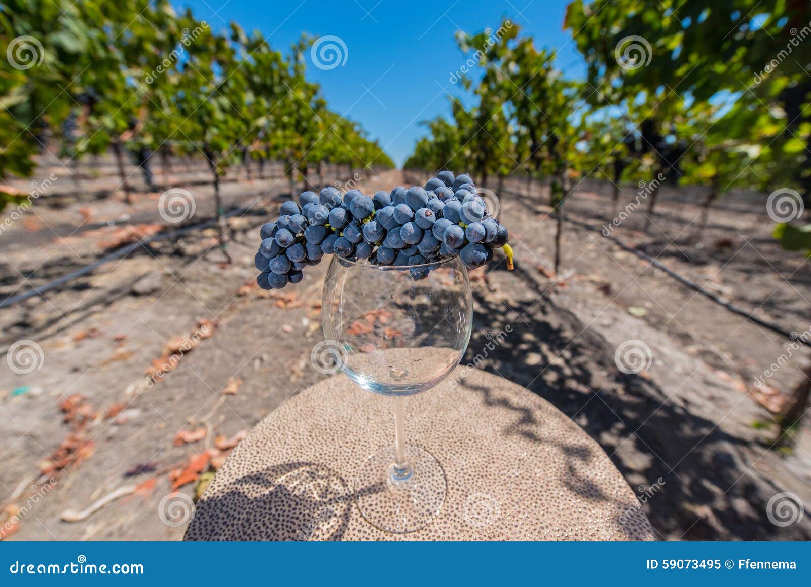 Wine Glass with a Bunch of Grapes on Table in Vineyard Stock Image ...