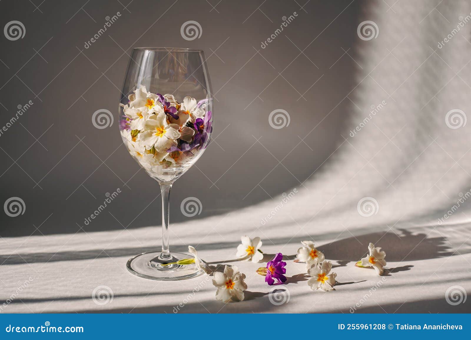 Wine Glass Filled with Flowers. Stock Photo - Image of primula, bloom ...