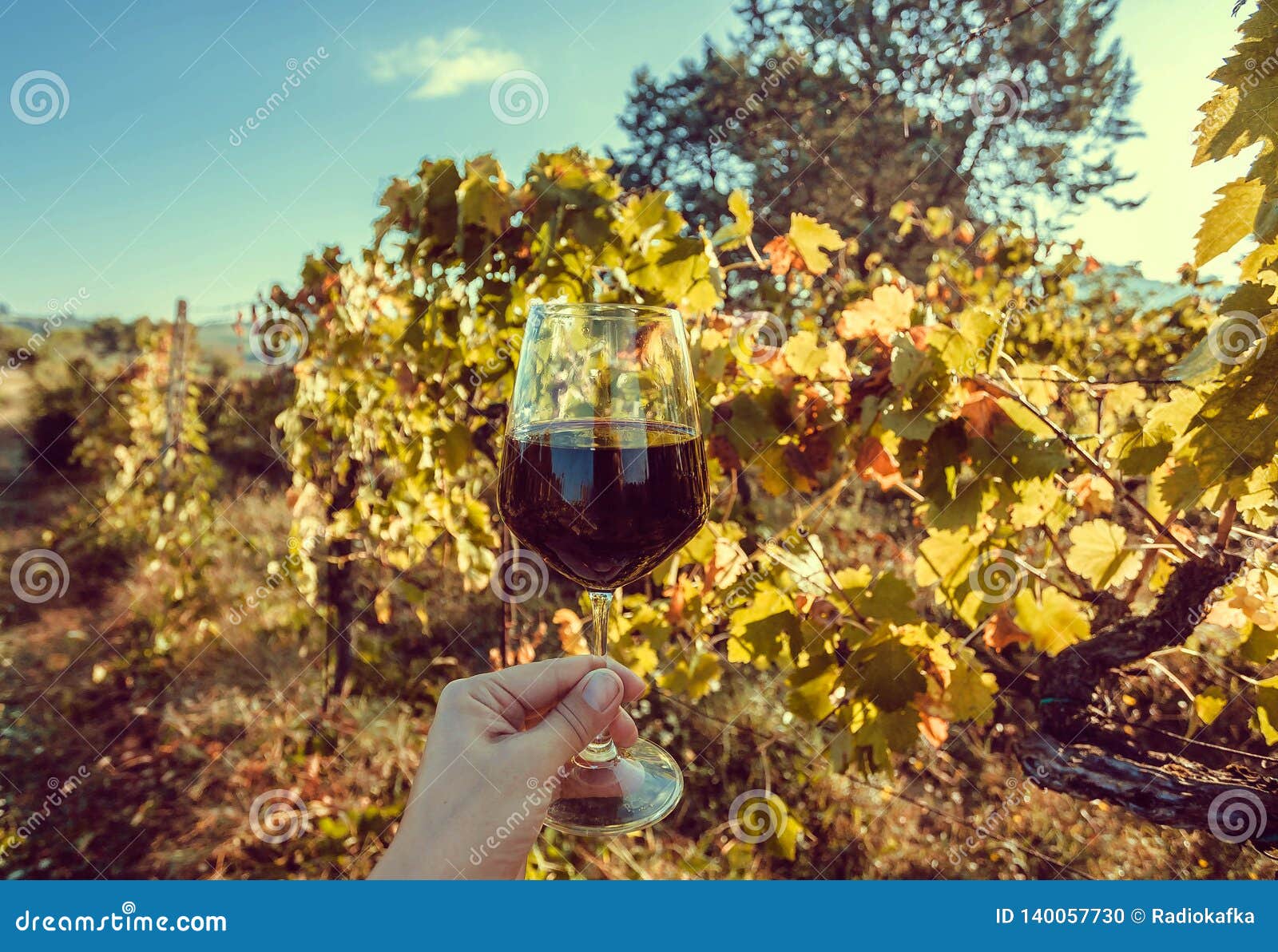 Wine Glass at Natural Grape Yard at Morning. Grapevine Farm Stock Photo ...