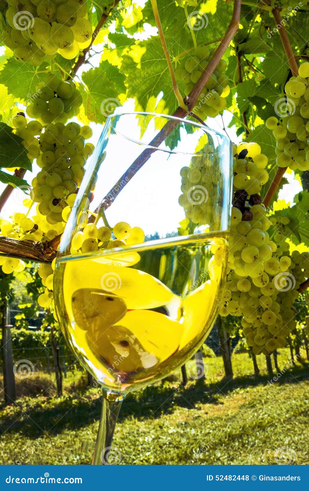 Wine glass in vineyard stock photo. Image of glass, rope - 52482448