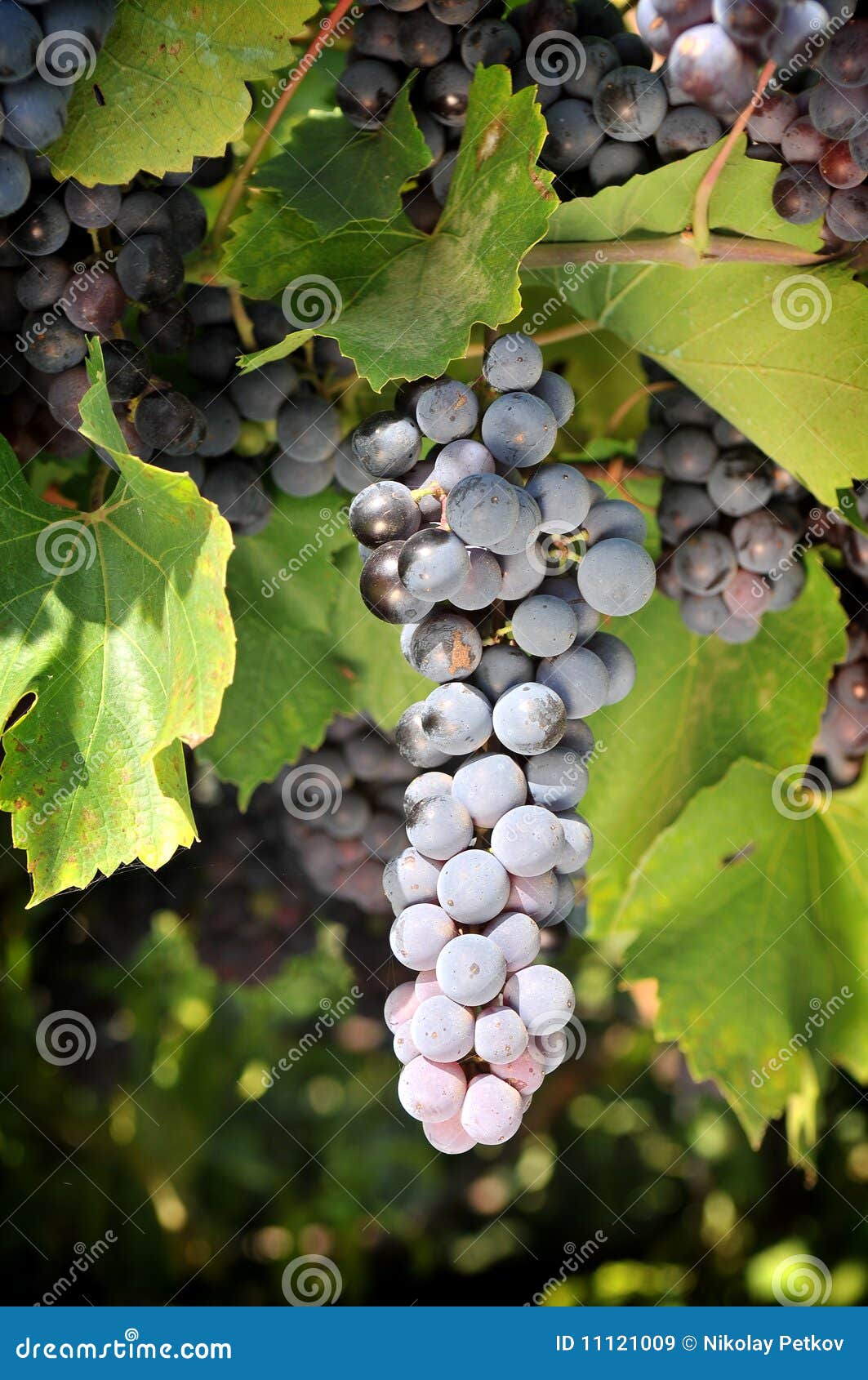 Wine grape stock image. Image of vineyard, dawn, ripen - 11121009