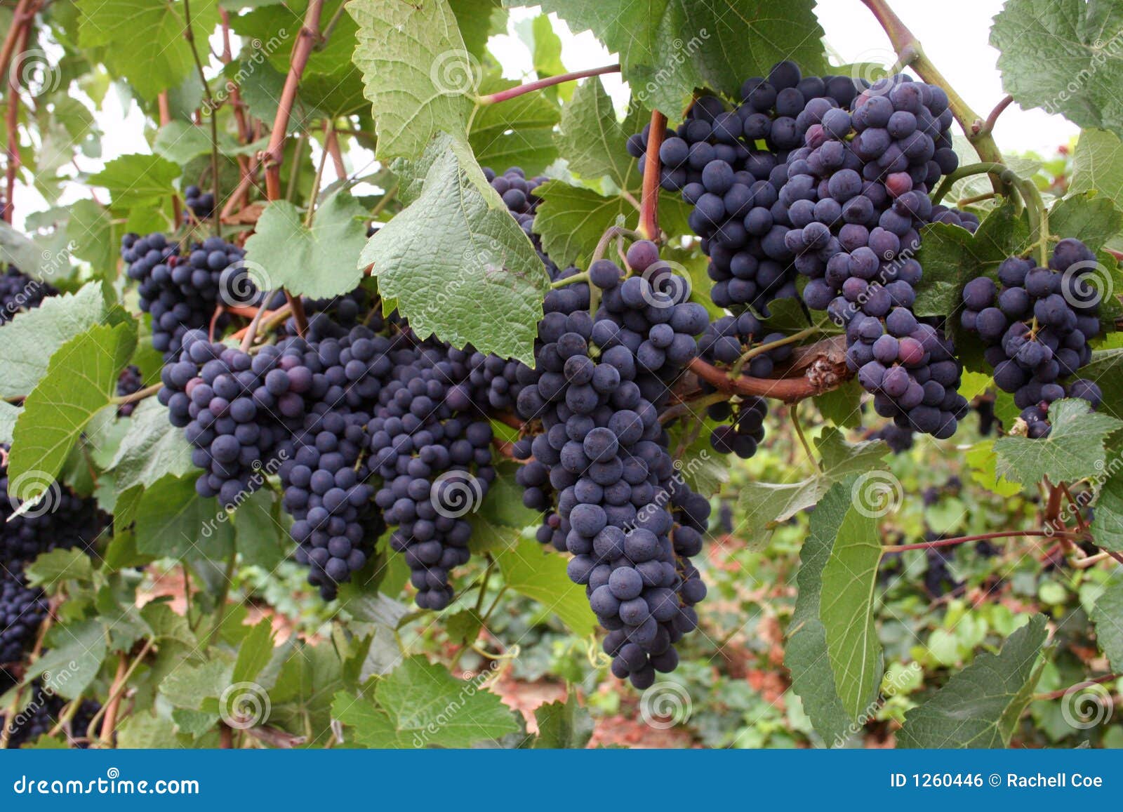 Wine Grape Clusters stock photo. Image of industry, crop - 1260446