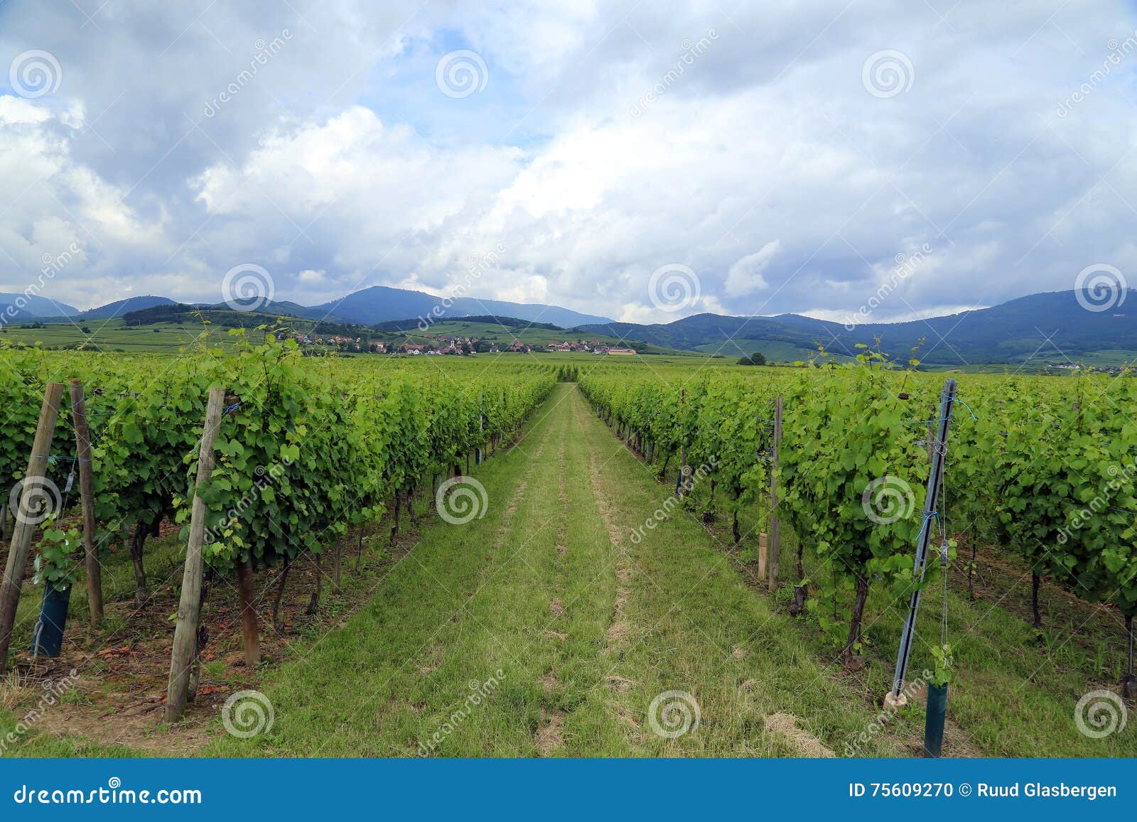 Wine Grape Cultivation, Alsace, France Stock Photo - Image of nostalgia ...
