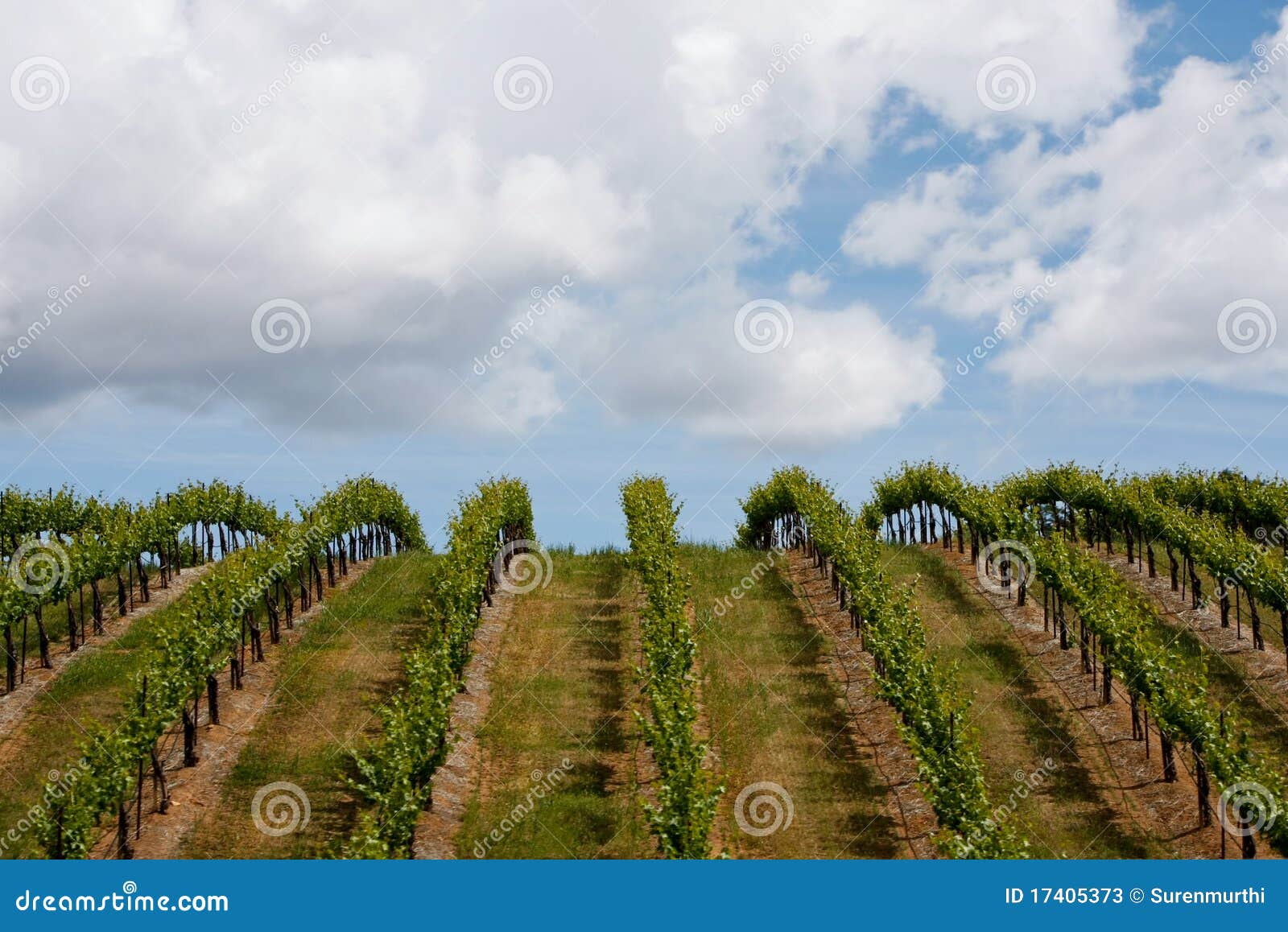 Wine Grape Field in Napa Valley Stock Image - Image of field, travel ...
