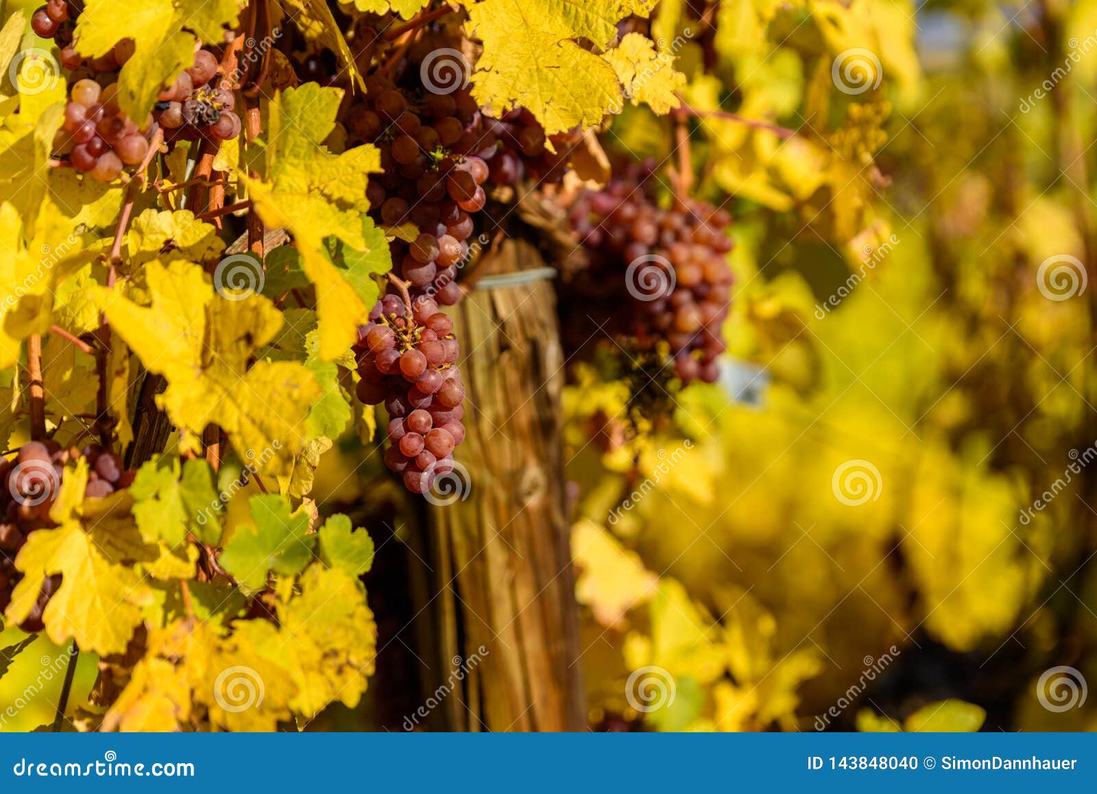 Wine Grape - Harvest Season in the Vineyard Stock Photo - Image of ...