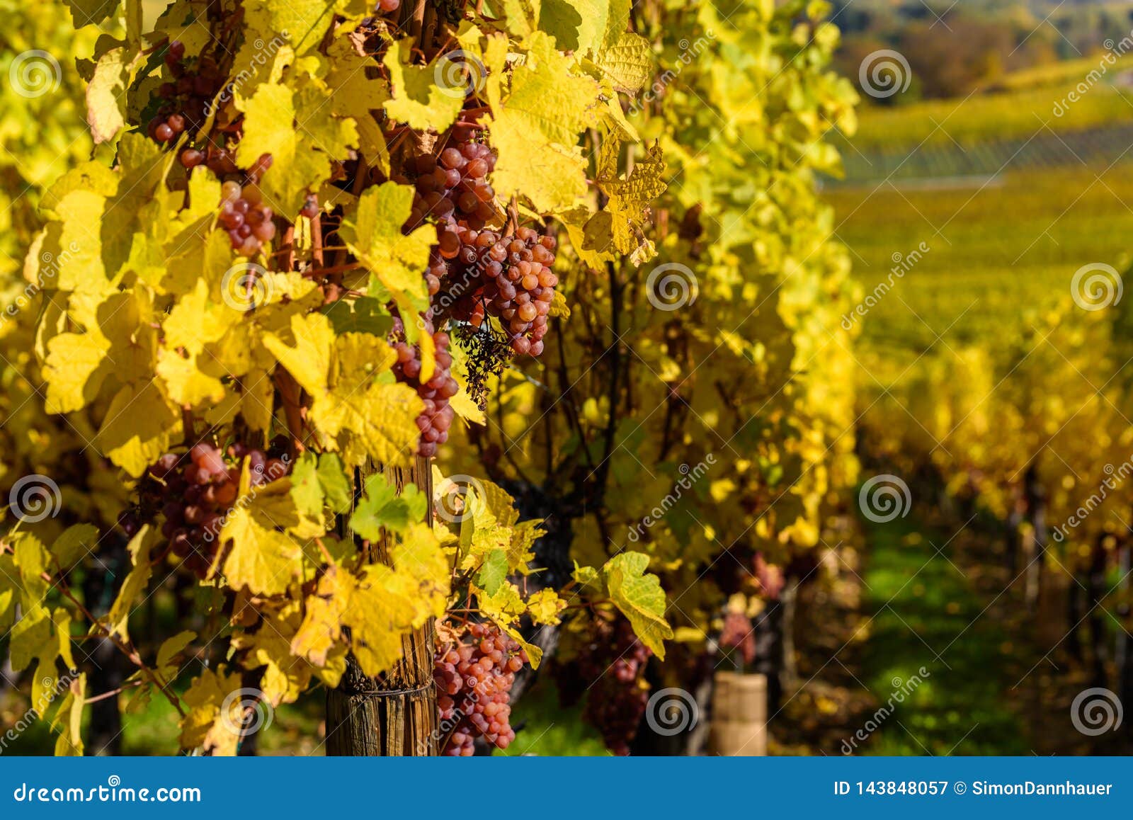 Wine Grape - Harvest Season in the Vineyard Stock Image - Image of ...