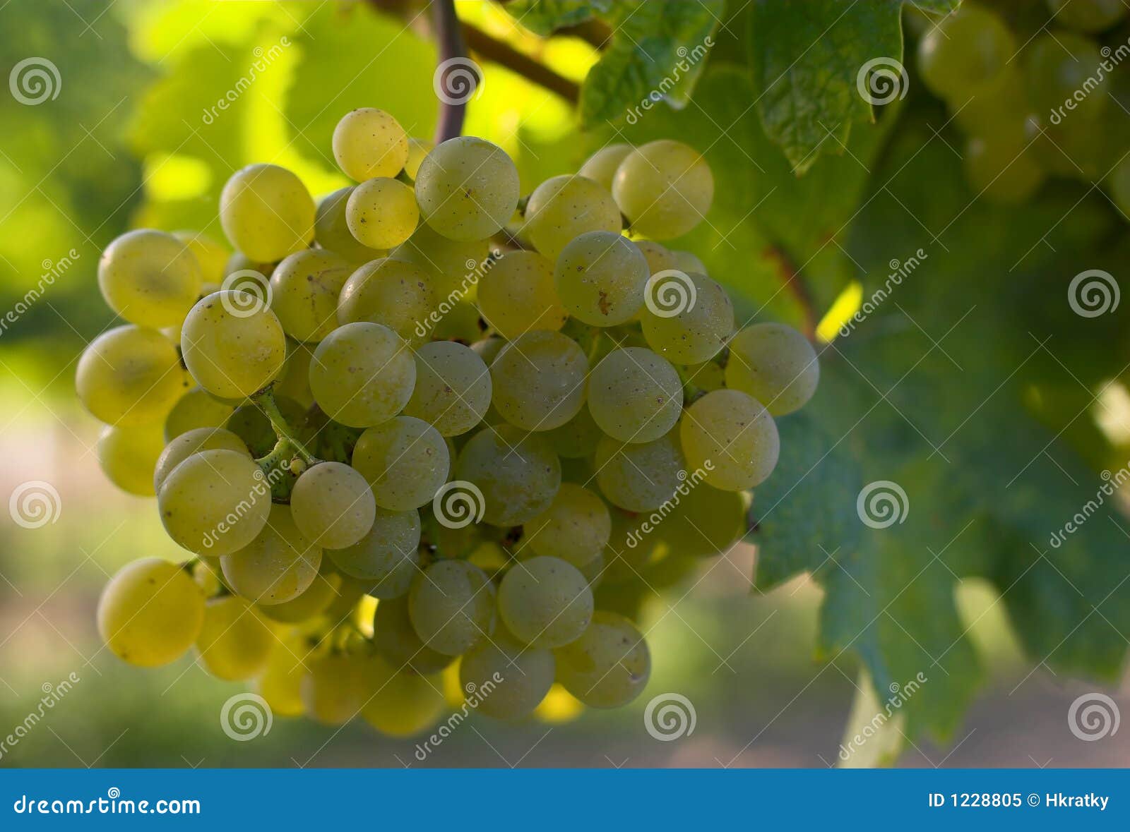 Wine grapes stock image. Image of ripe, juice, vine, golden - 1228805