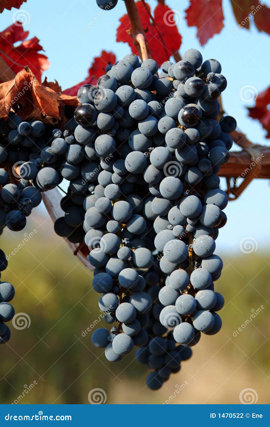 Wine grapes stock photo. Image of morning, napa, harvest - 1470522