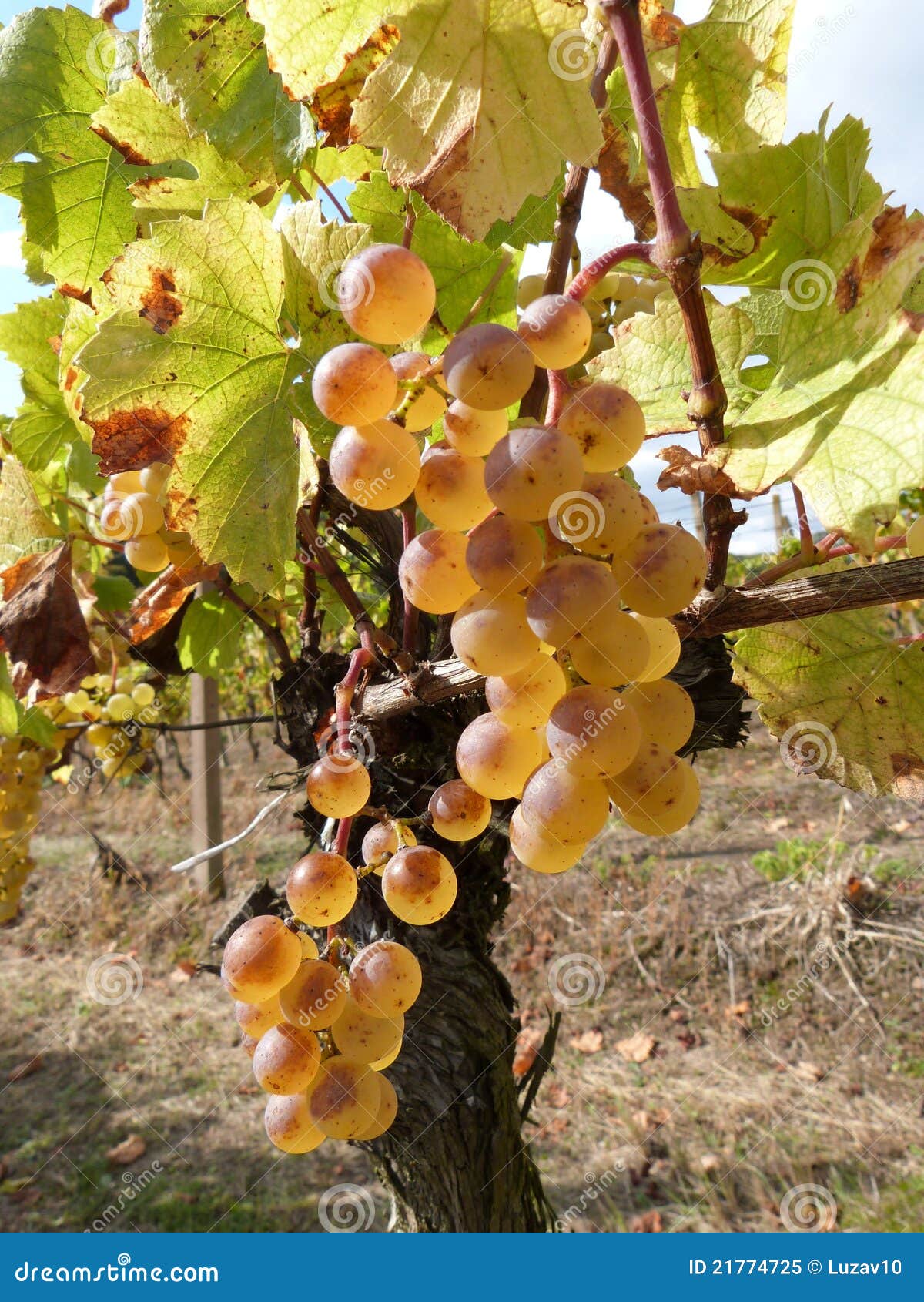 Wine grapes stock image. Image of produce, sunny, agriculture - 21774725