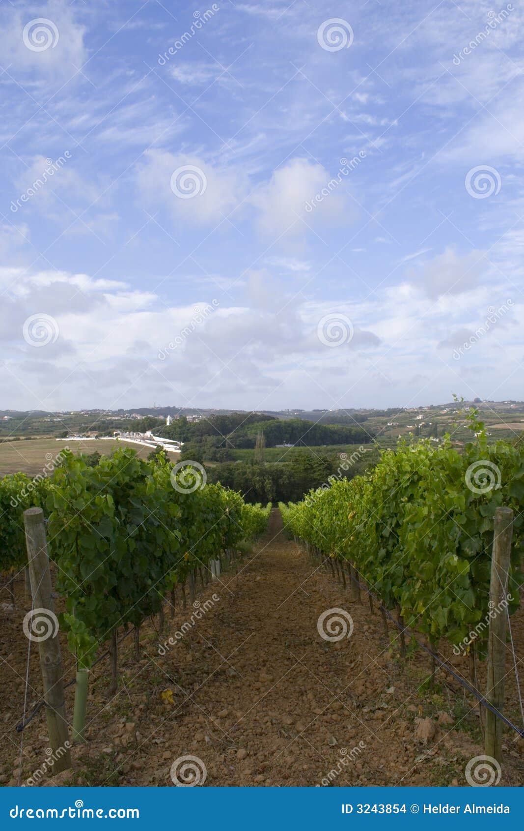 Wine grapes field stock photo. Image of farmers, countryside - 3243854