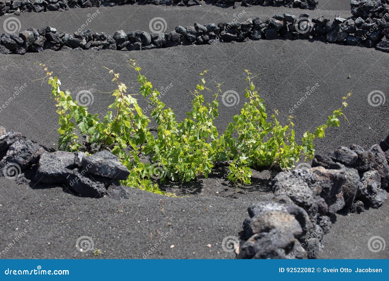 Wine Grapes Grow in the Lava. Stock Photo - Image of arid, fruit: 92522082