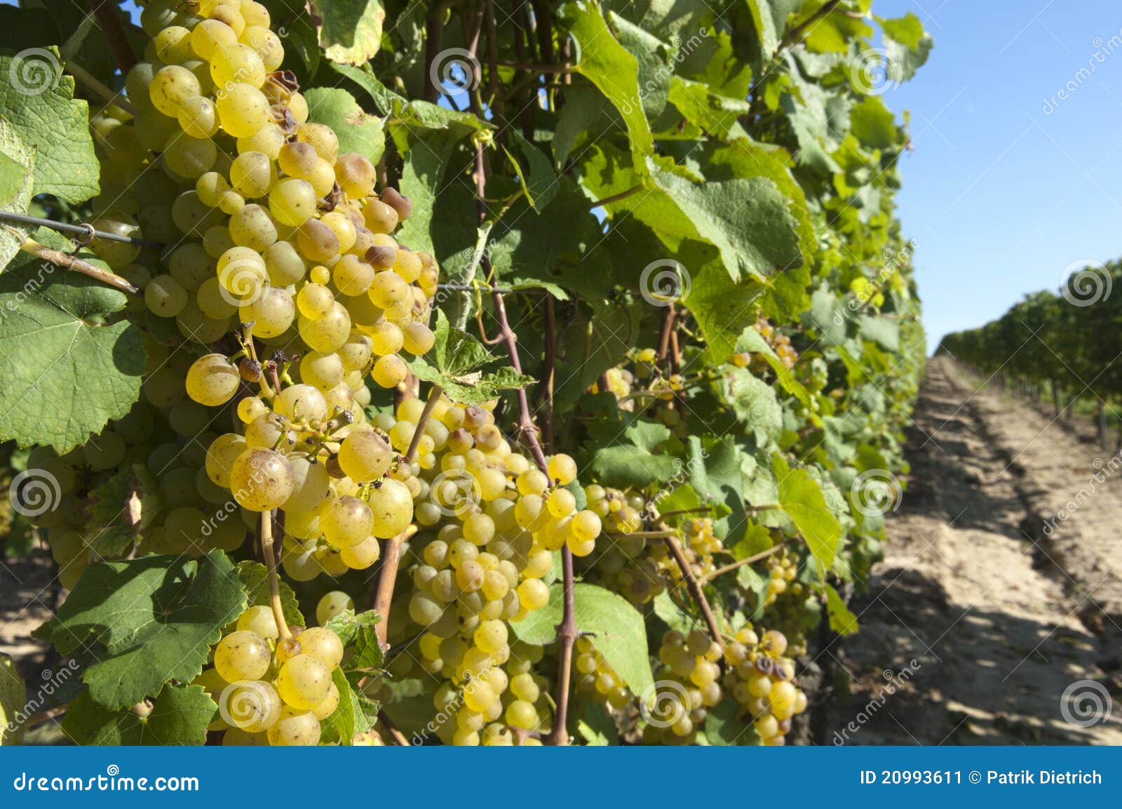 Wine Grapes in Harvest Season Stock Image - Image of harvest, drink ...